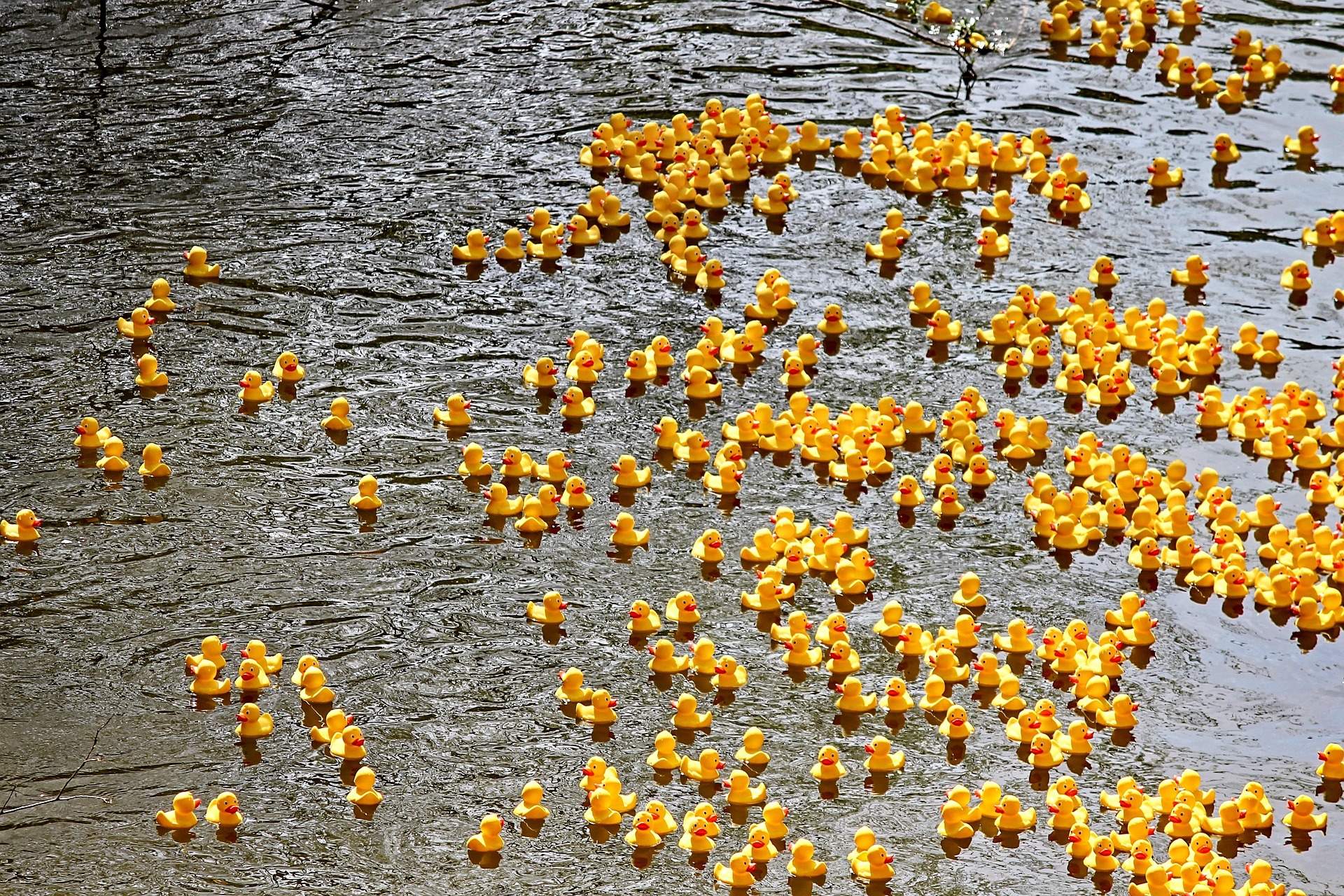 ECHO's Big Fat Duck Race Update! - ECHO Herefordshire